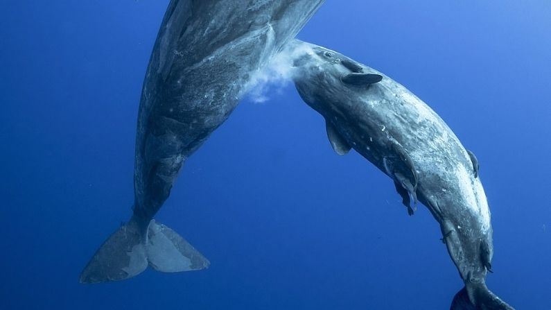 how mother sperm whale feeds its calf by injecting milk into the sea ...